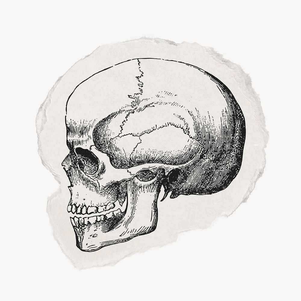 Human skull drawing, ripped paper, | Premium PSD - rawpixel
