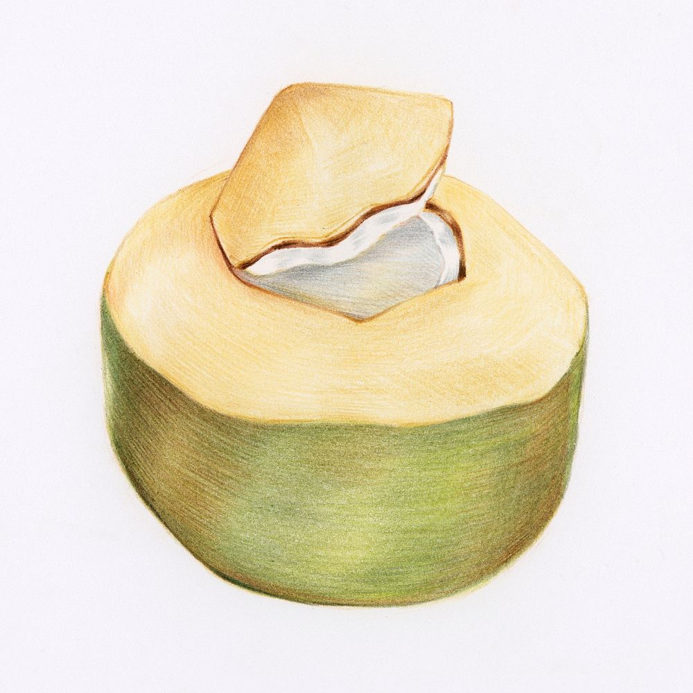 Hand drawn fresh coconut illustration | Free Photo Illustration - rawpixel