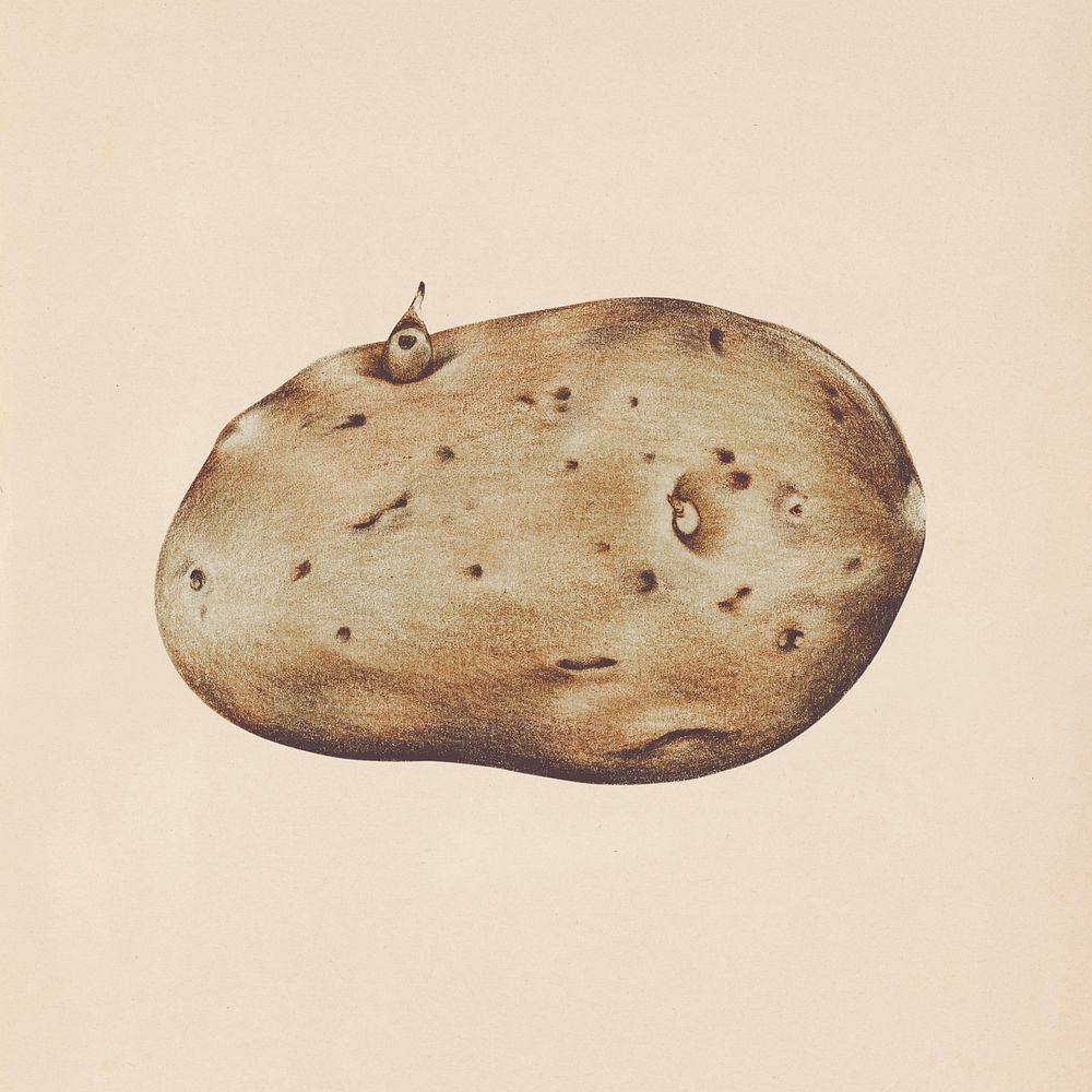 Hand drawn potato illustration | Premium PSD - rawpixel