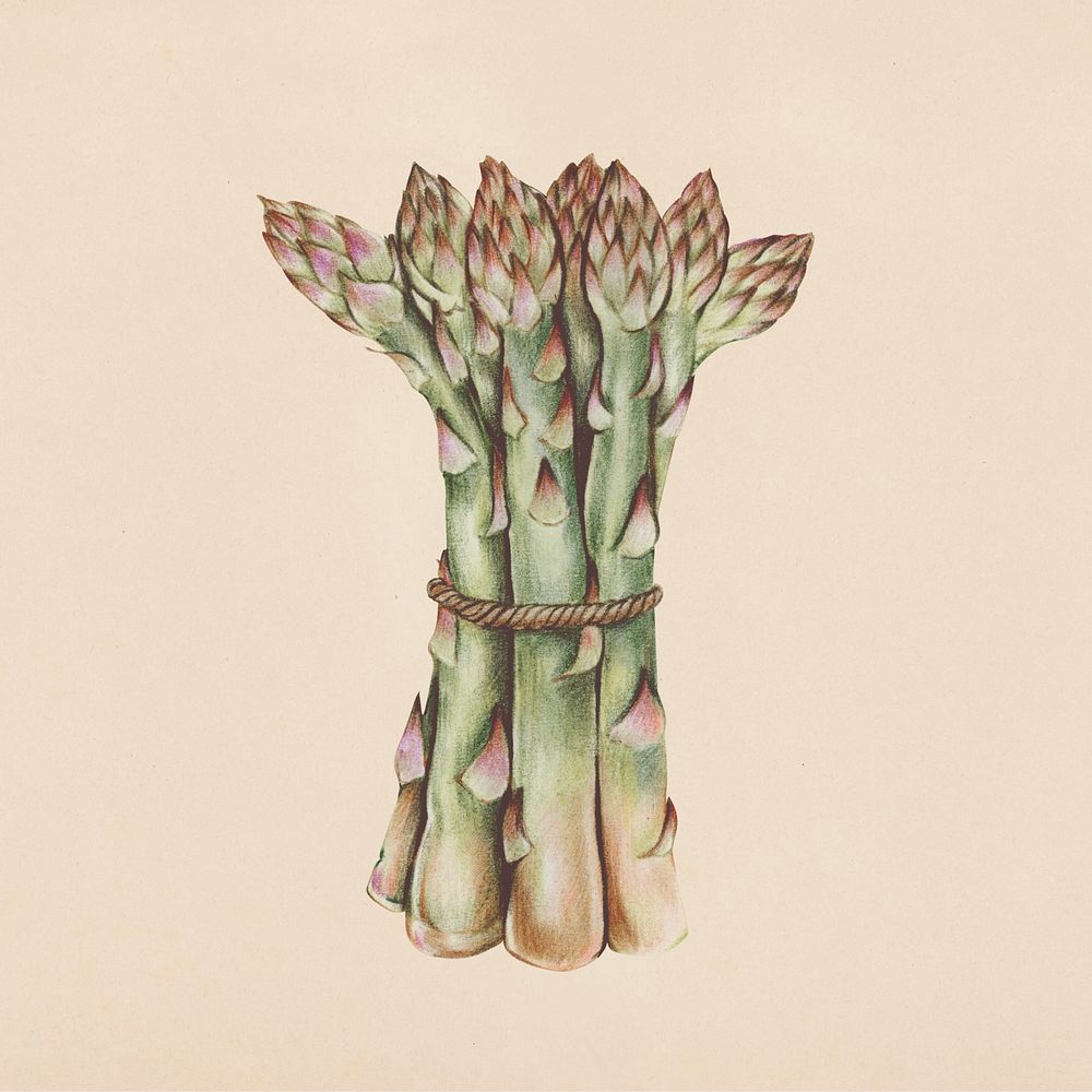 Hand drawn asparagus illustration | Premium PSD Illustration - rawpixel