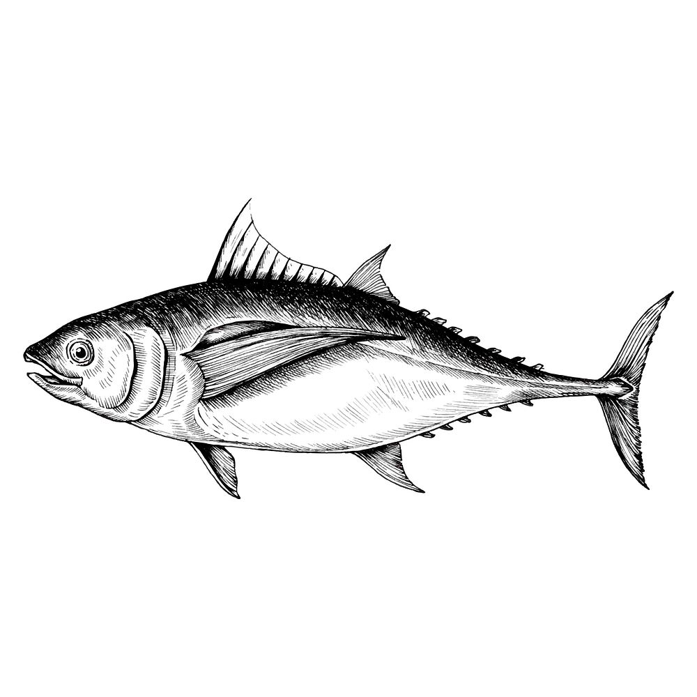 Hand drawn tuna fish | Premium Vector Illustration - rawpixel