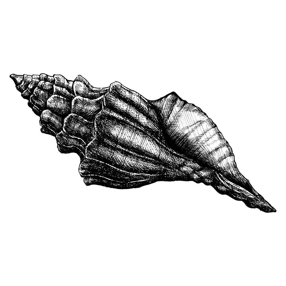 Hand drawn conch sea shell | Premium Vector Illustration - rawpixel