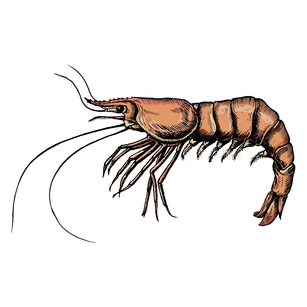 Hand drawn shrimp isolated | Premium Vector Illustration - rawpixel