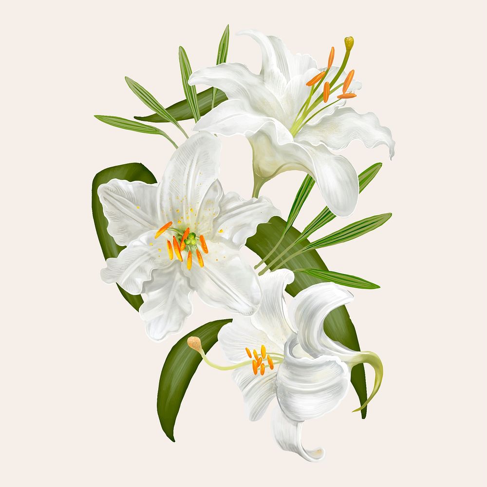 Illustration drawing of Lily flowers | Premium PSD Illustration - rawpixel