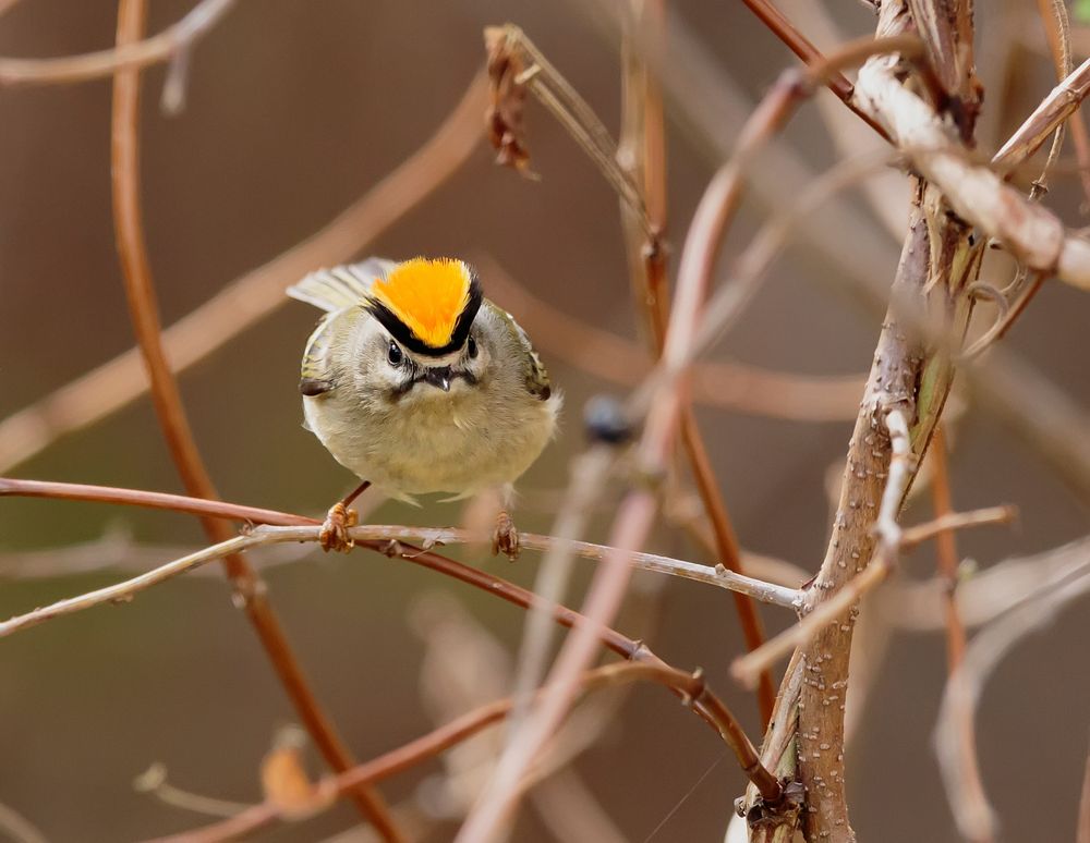 Golden-crowned kinglet bird. Free public | Free Photo - rawpixel