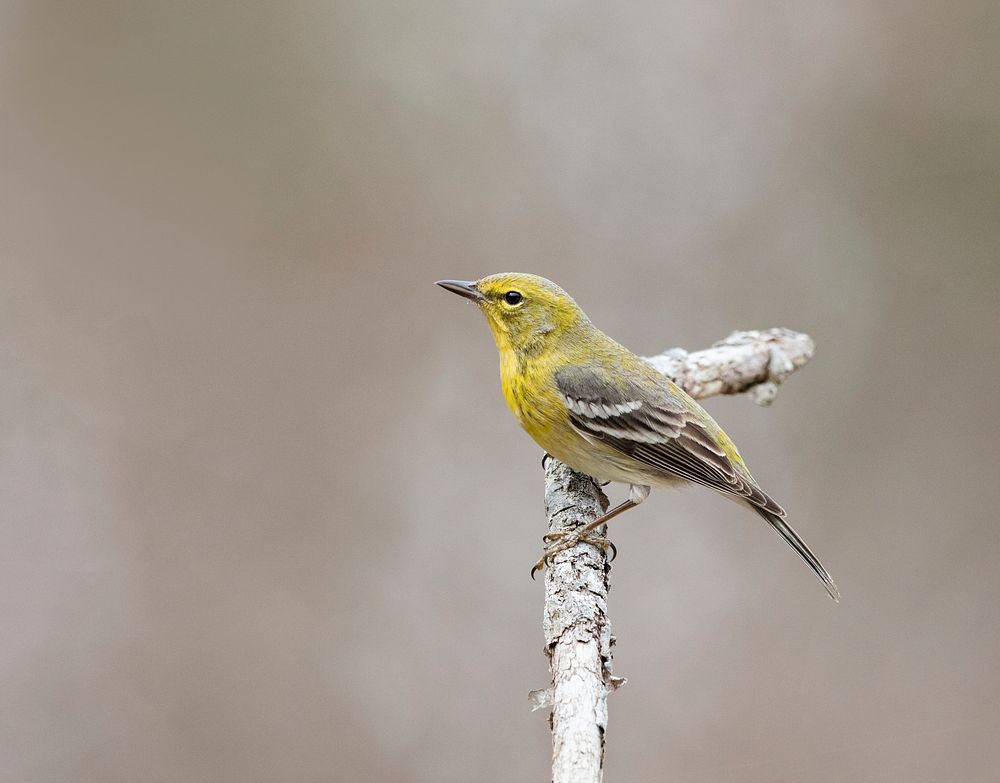 Pine Warbler bird. Free public | Free Photo - rawpixel