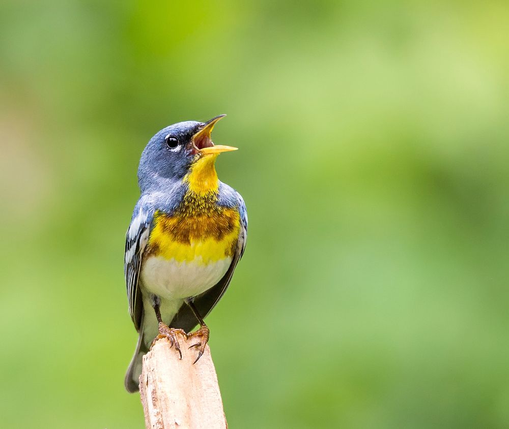 Northern parula bird. Free public | Free Photo - rawpixel