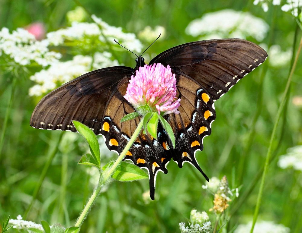 Today's Mass Extinction and Holocene-Anthropocene | Free Photo - rawpixel