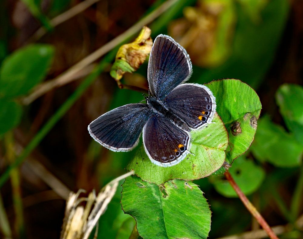 Today's Mass Extinction and Holocene-Anthropocene | Free Photo - rawpixel