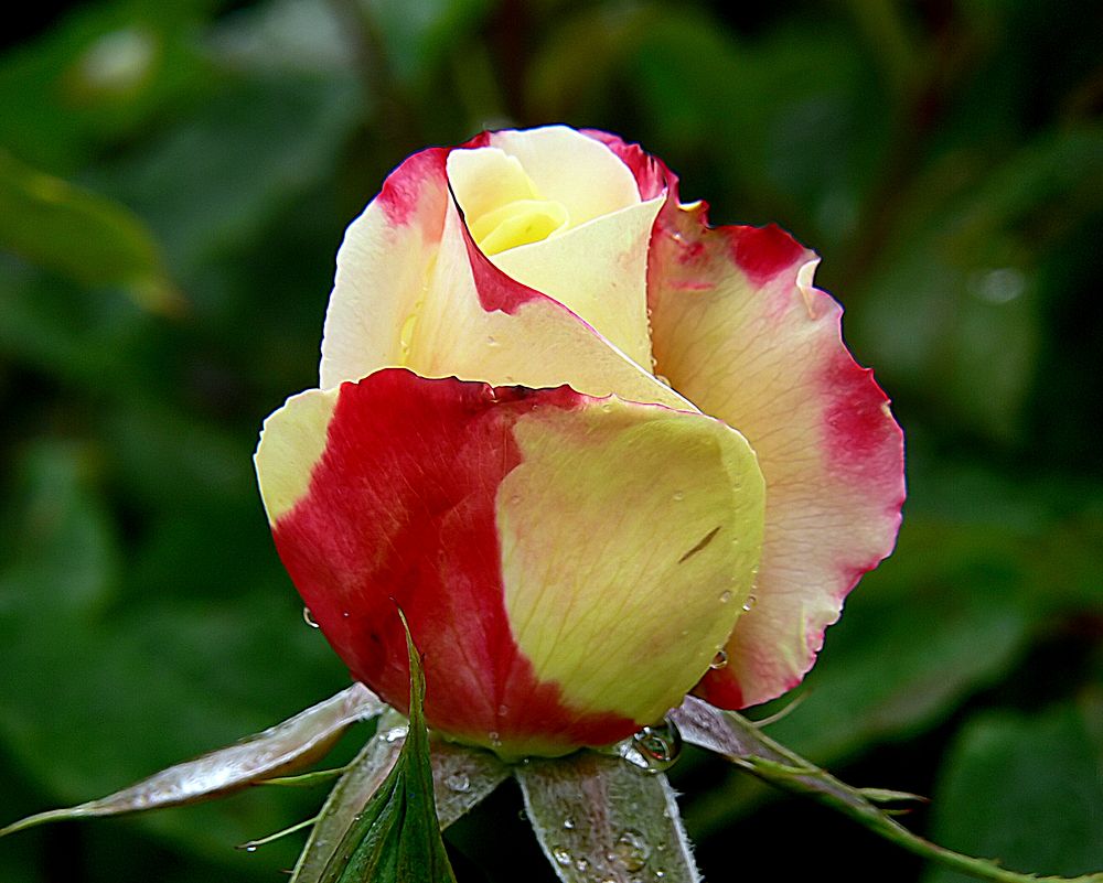 Double delight.'Double Delight' is hybrid | Free Photo - rawpixel