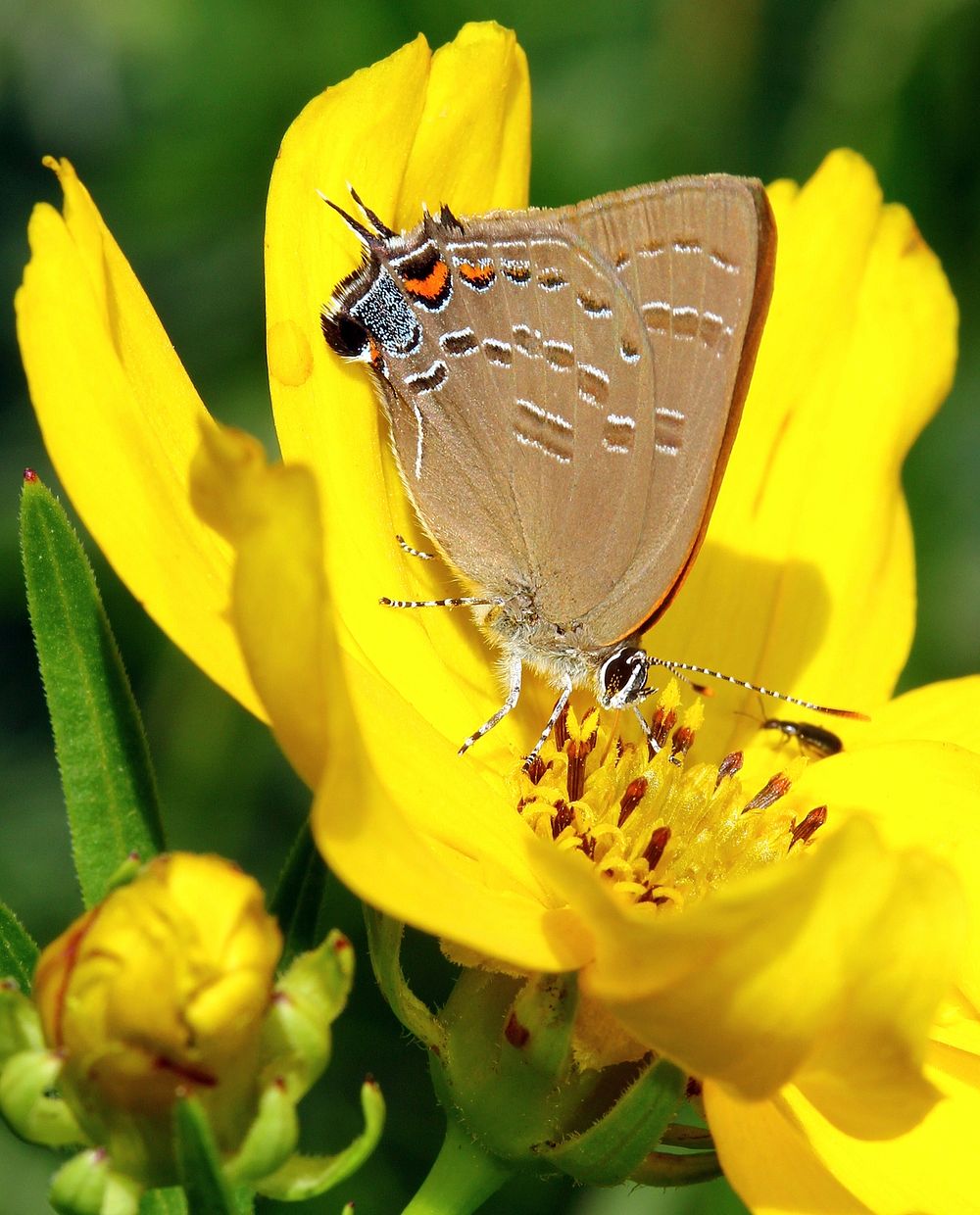 Today's Mass Extinction Holocene-Anthropocene Thermal | Free Photo ...