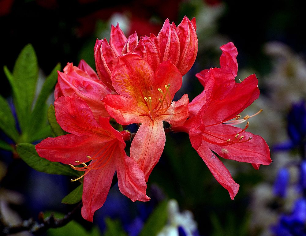 Azalea.Azaleas are flowering shrubs genus | Free Photo - rawpixel