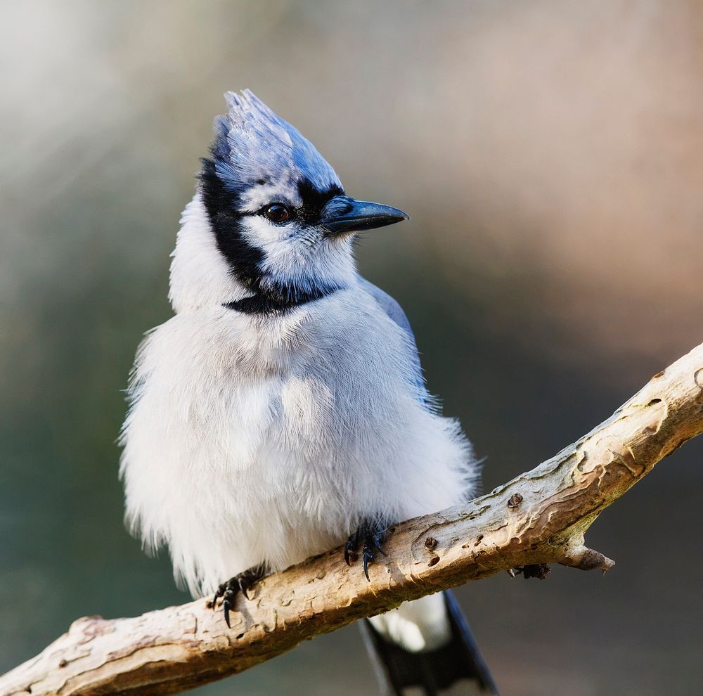 Blue jay bird. Free public | Free Photo - rawpixel