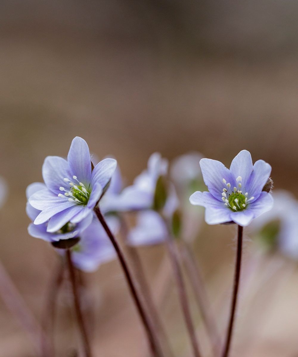 Hepatica. Free public domain CC0 | Free Photo - rawpixel