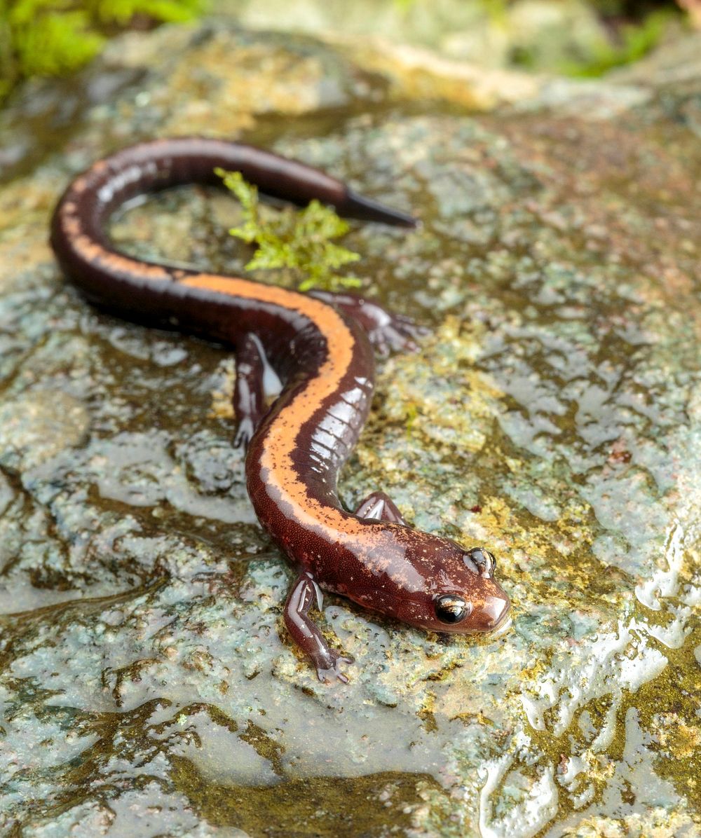 Shenandoah salamander. Free public domain | Free Photo - rawpixel
