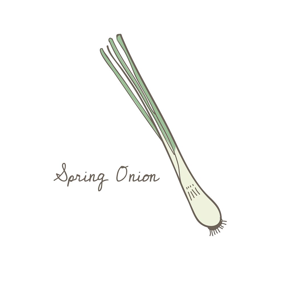 Vector of a spring onion | Free Photo Illustration - rawpixel