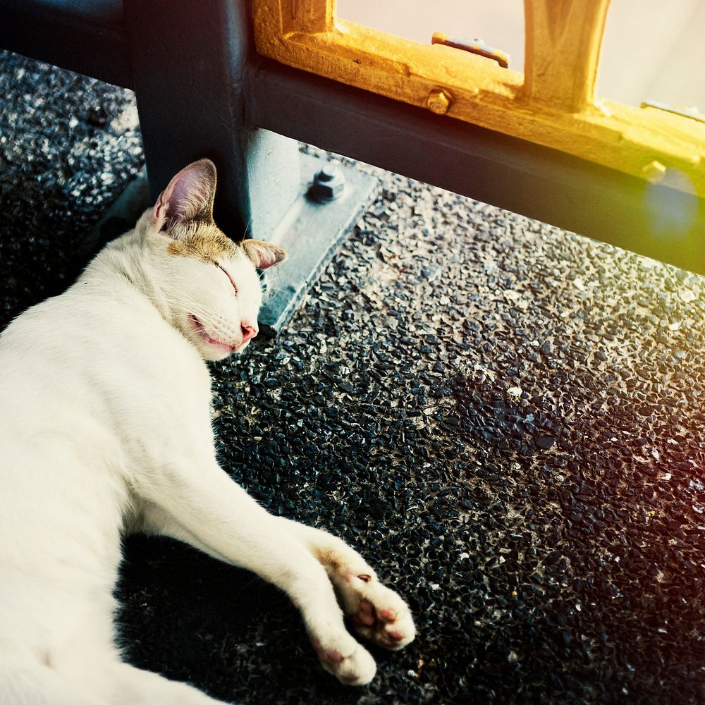 Cat Asleep Kitten Nap Tired | Free Photo - rawpixel