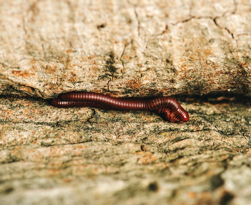Macro of millipede phylum arthropoda | Premium Photo - rawpixel