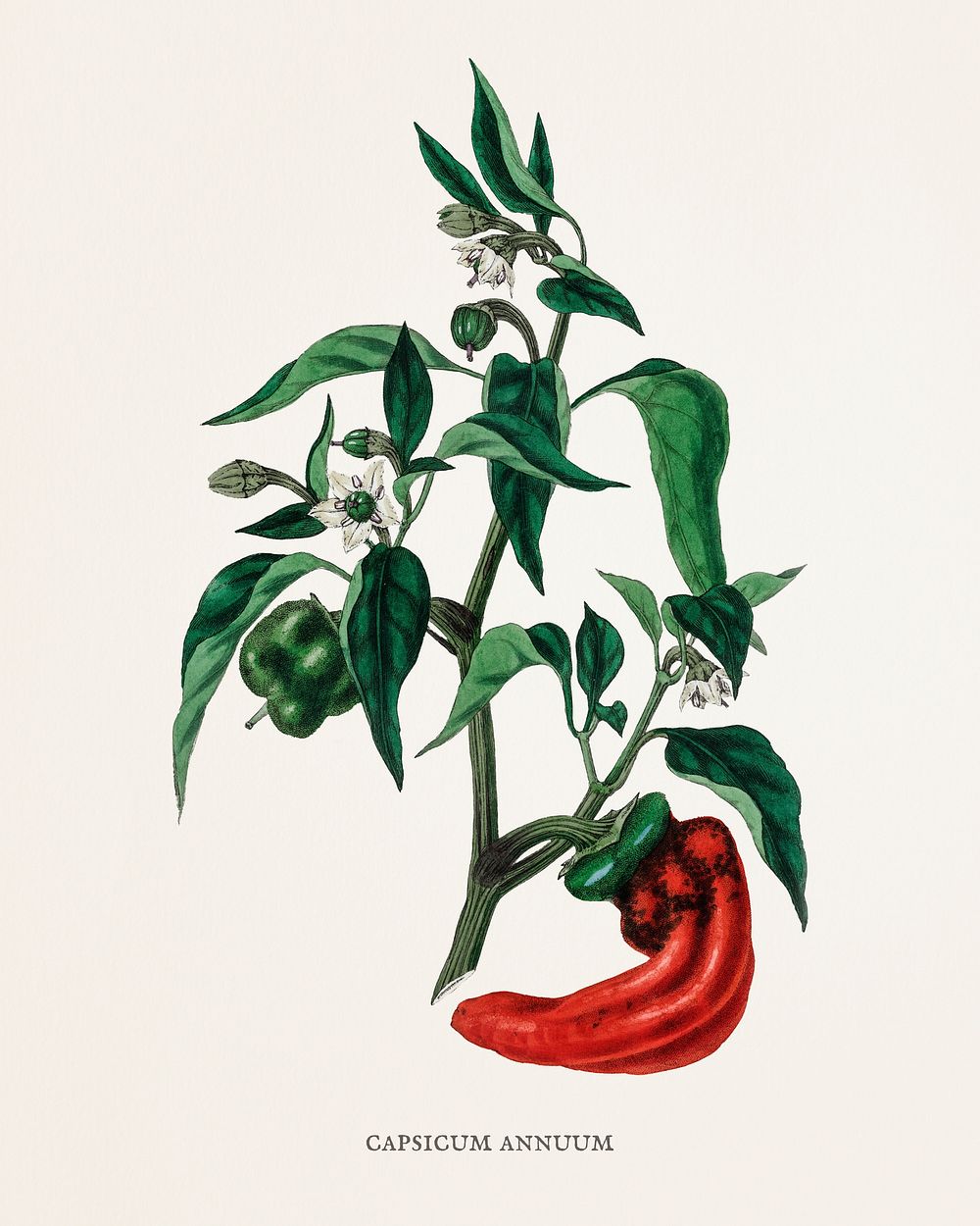 Sweet and chili peppers (Capsicum | Premium PSD Illustration - rawpixel