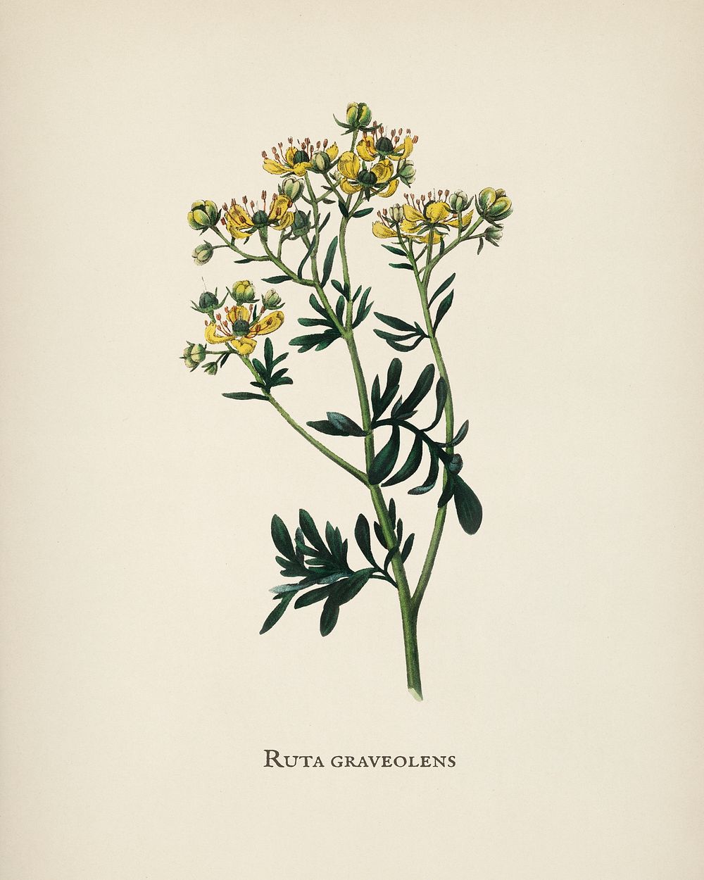Rue (Ruta graveolens) illustration Medical | Premium PSD - rawpixel