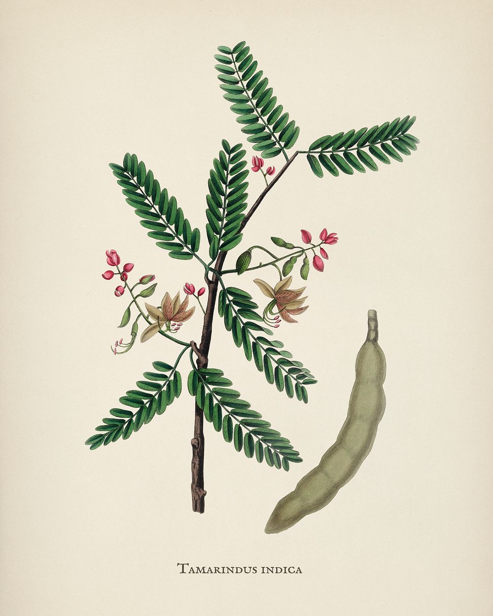 Tamarind (Tamarindus indica) illustration from Medical | Premium PSD ...