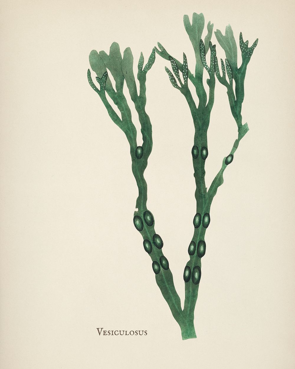 Bladder wrack (Fucus vesiculosus) illustration | Premium PSD ...