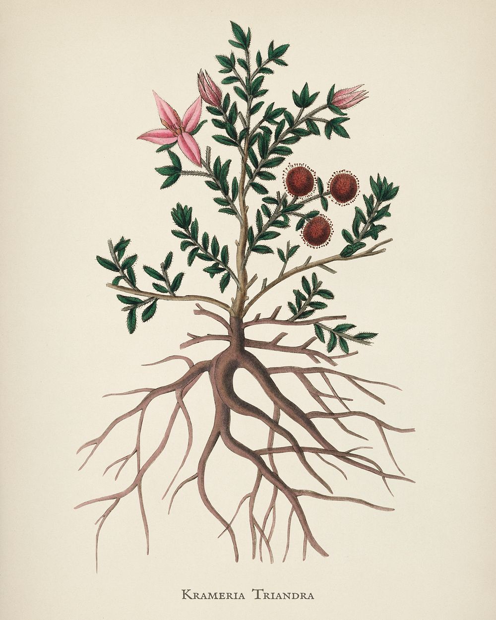 Rhatany (krameria triandrea) illustration from Medical | Premium PSD ...