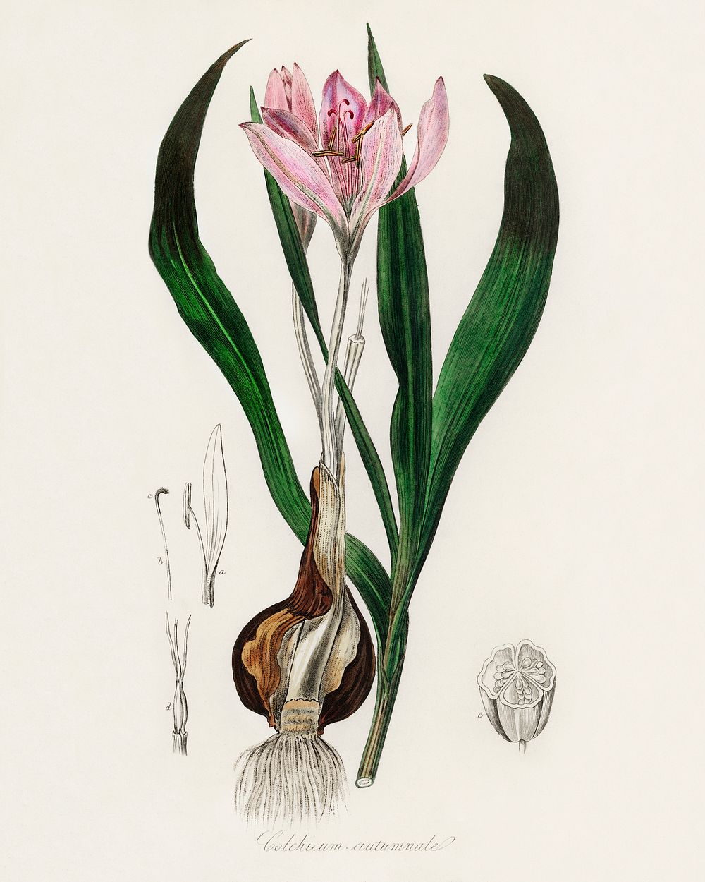 Autumn crocus (Colchicum autumnale) illustration | Free Photo ...