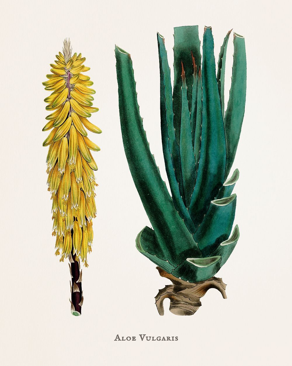 Aloe vulgaris illustration from Medical | Premium PSD Illustration ...