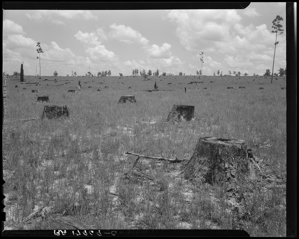 Cut-over long leaf yellow pine | Free Photo - rawpixel