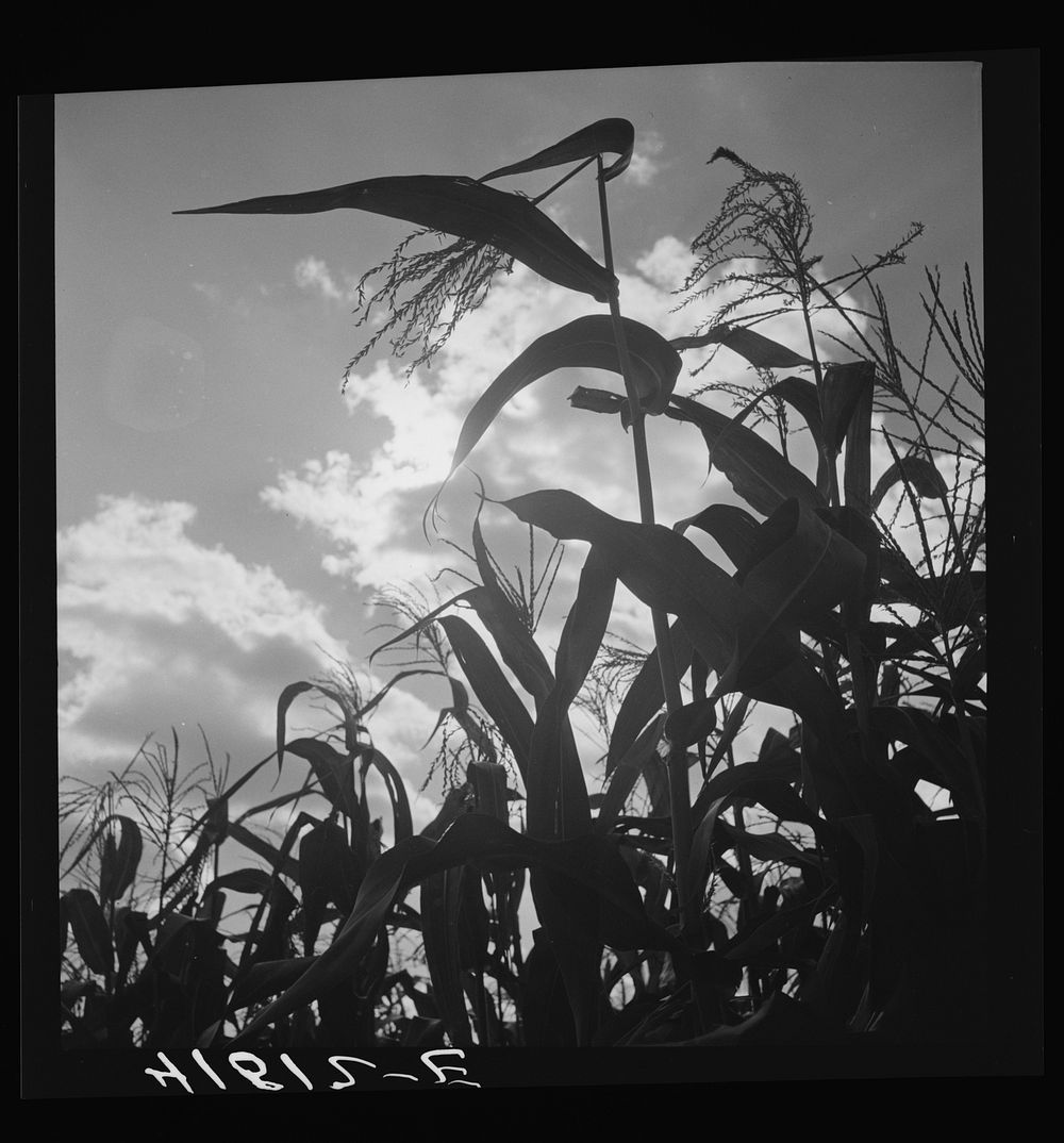 Corn blowing wind Suffield, Connecticut. | Free Photo - rawpixel