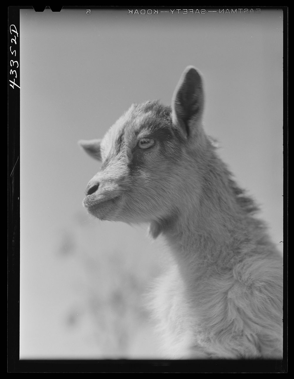 Young goat Fayetteville, North Carolina. | Free Photo - rawpixel