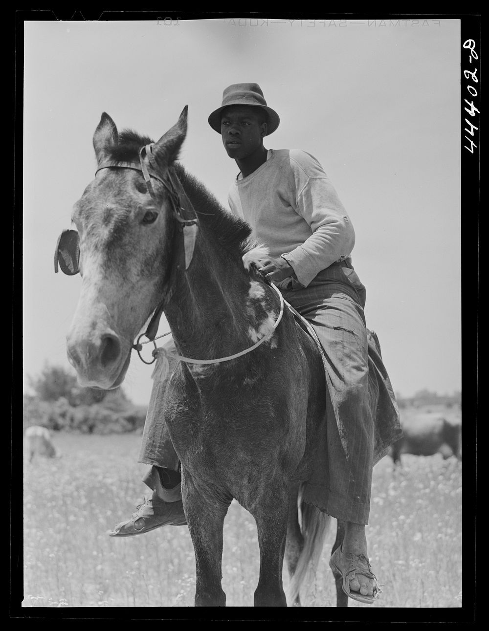 cowhand Black Prairie region. Hale | Free Photo - rawpixel