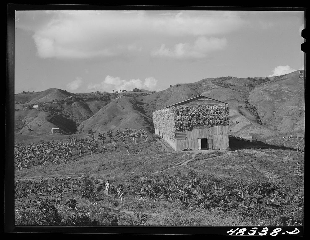 Barranquitas (vicinity), Puerto Rico. Tobacco | Free Photo - rawpixel