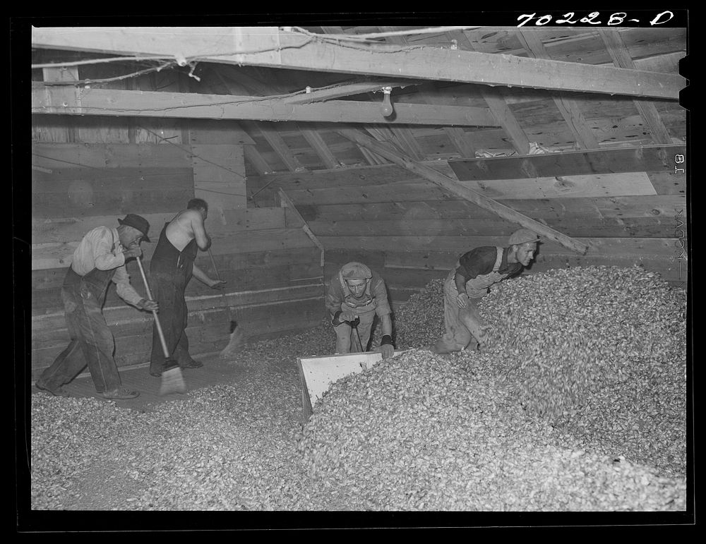 Scooping and sweeping dried hops | Free Photo - rawpixel