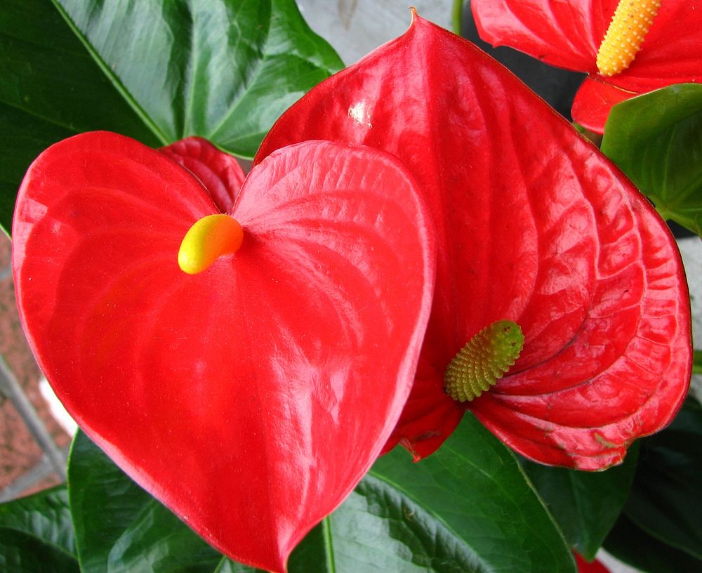 red anthuriums | Free Photo - rawpixel