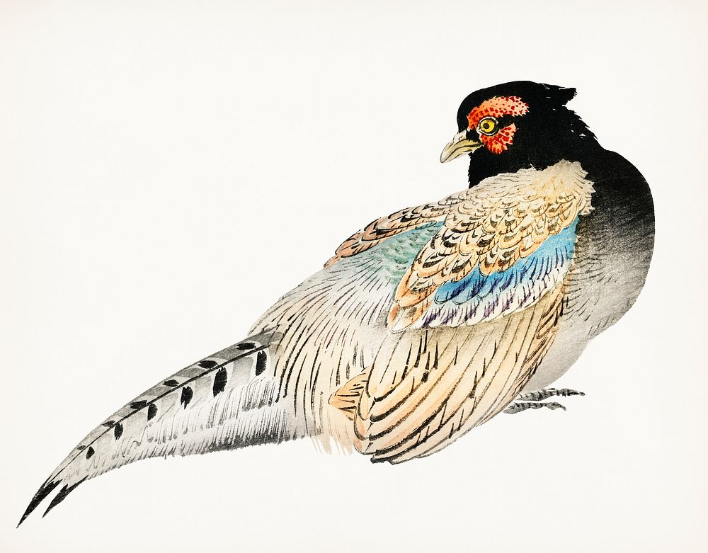 Vintage Illustration of Peregrine falcon. | Premium PSD - rawpixel