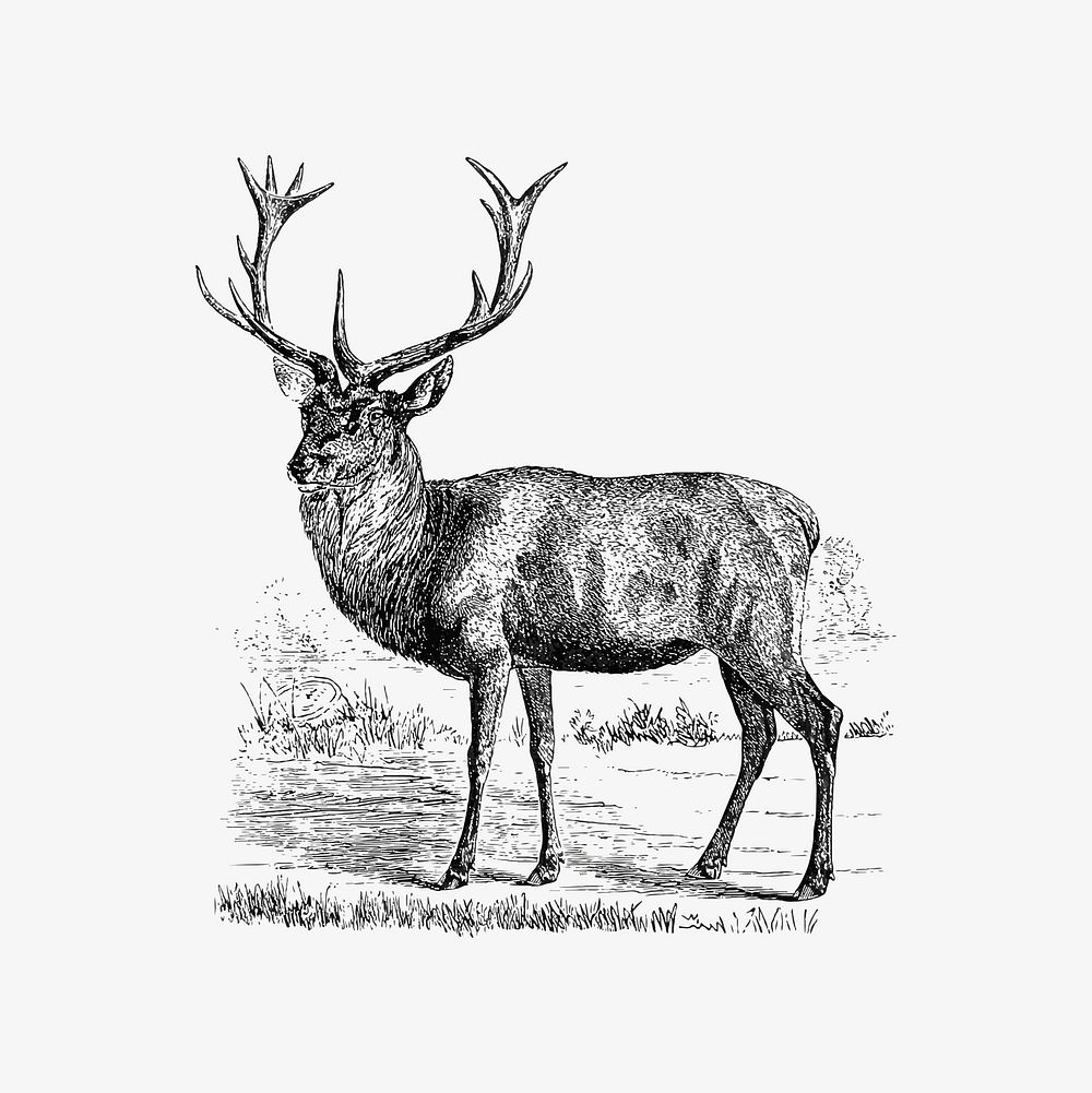 Drawing of red deer | Premium Vector Illustration - rawpixel