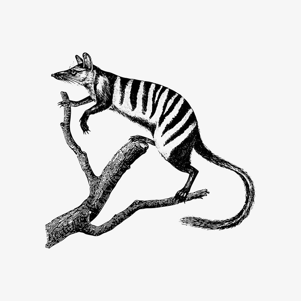 Drawing of numbat | Free Vector Illustration - rawpixel