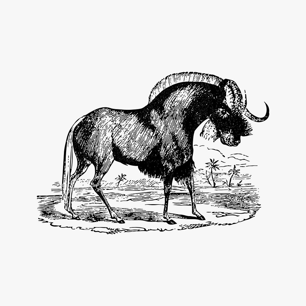 Drawing of wildebeest | Free Vector Illustration - rawpixel