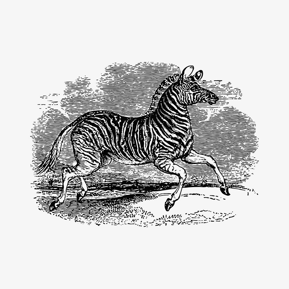 Zebra in safari illustration vector | Premium Vector Illustration ...