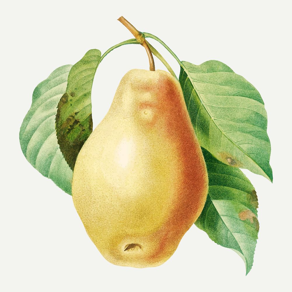 Pear fruit botanical vector, remixed | Premium Vector Illustration ...
