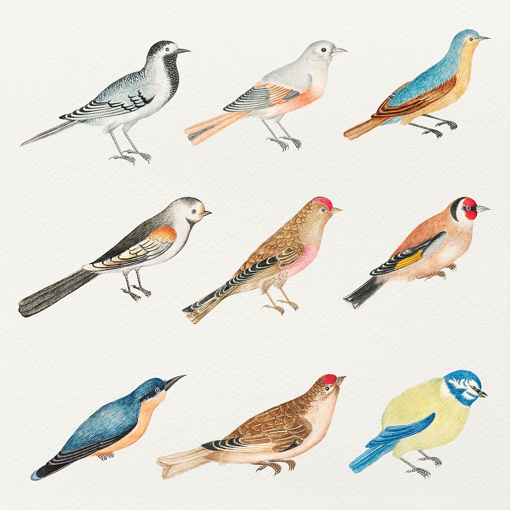 Vintage watercolor bird illustration set, | Premium Photo - rawpixel