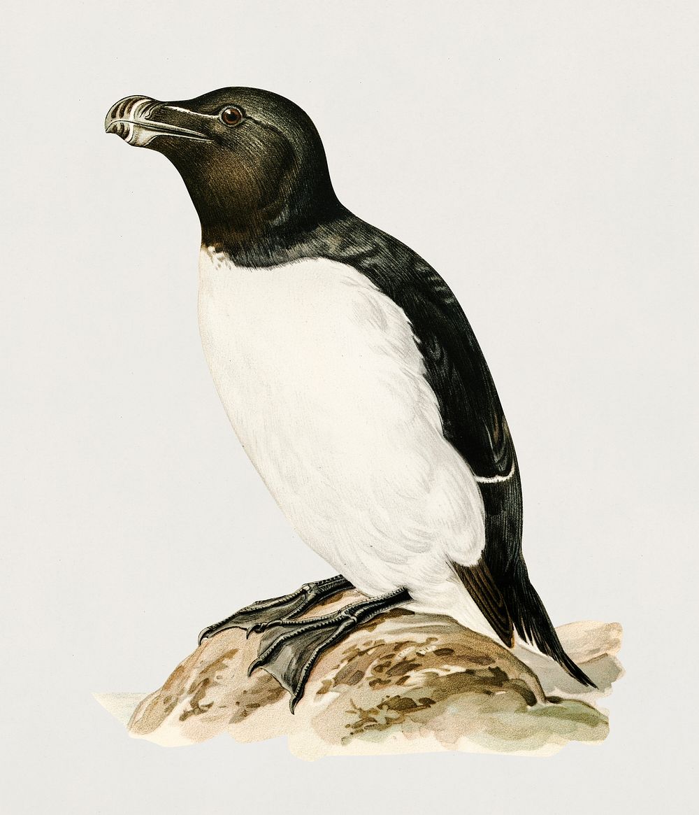 Razorbill (Alca torda) illustrated by the von | Premium PSD ...