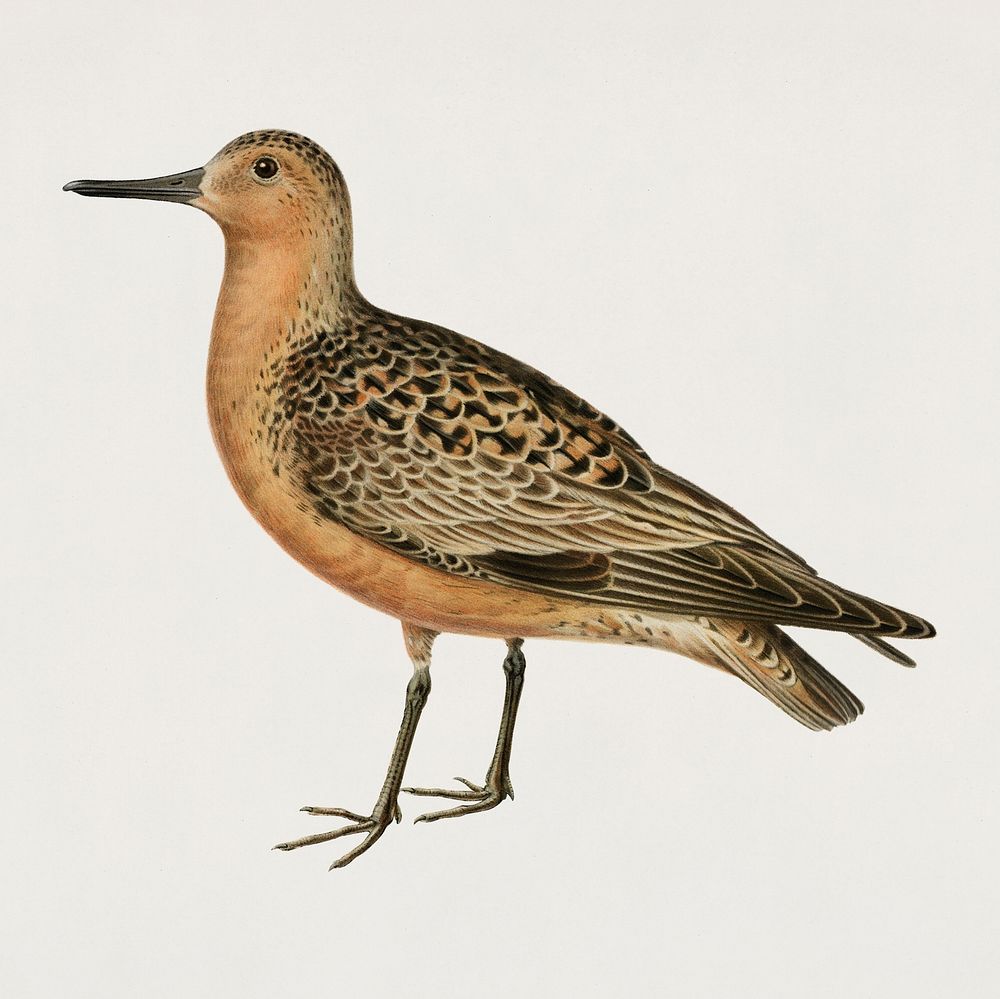 Vintage red knot bird hand | Premium Photo Illustration - rawpixel