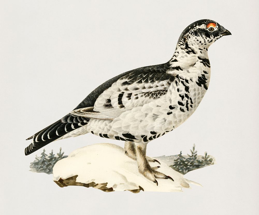 Hybrid between Black grouse and | Premium PSD Illustration - rawpixel