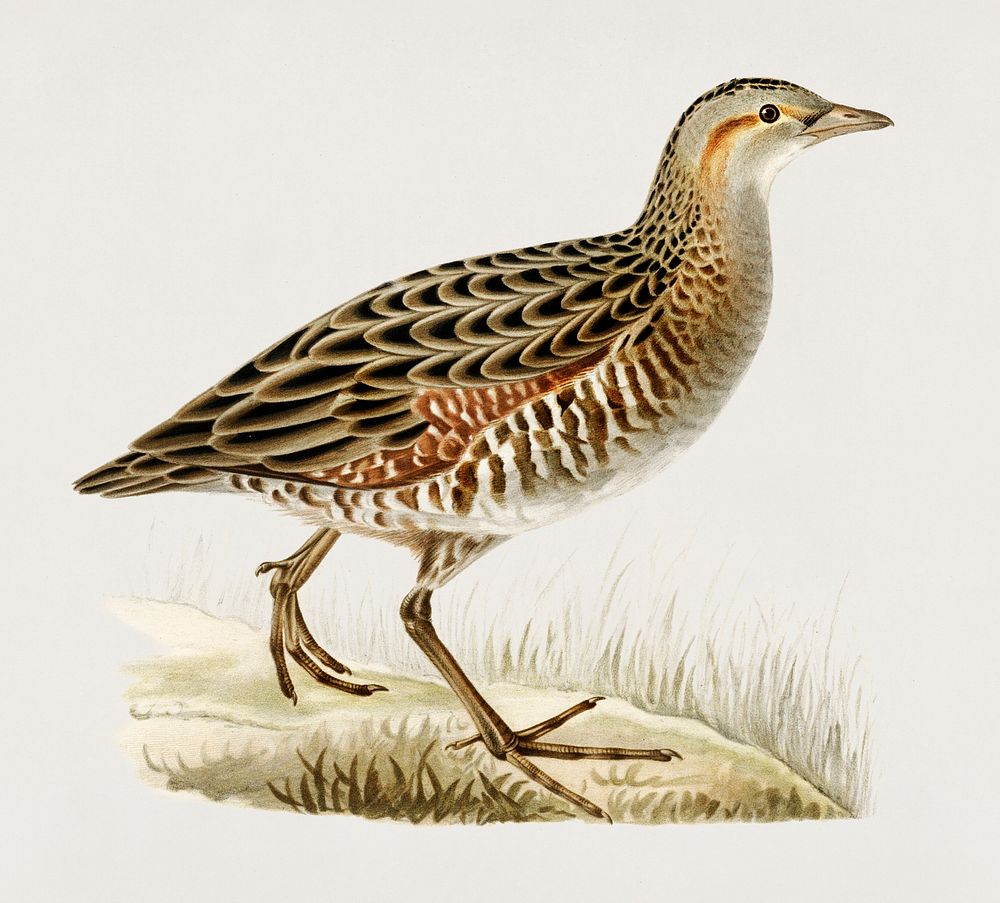 Corn crex (CREX CREX) illustrated | Premium PSD - rawpixel