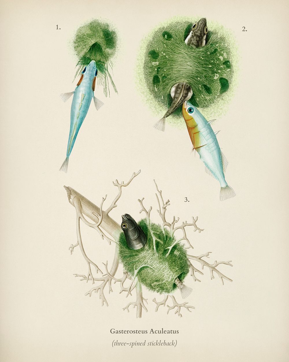 Gasterosteus Aculeatus illustrated by Charles | Premium Photo ...