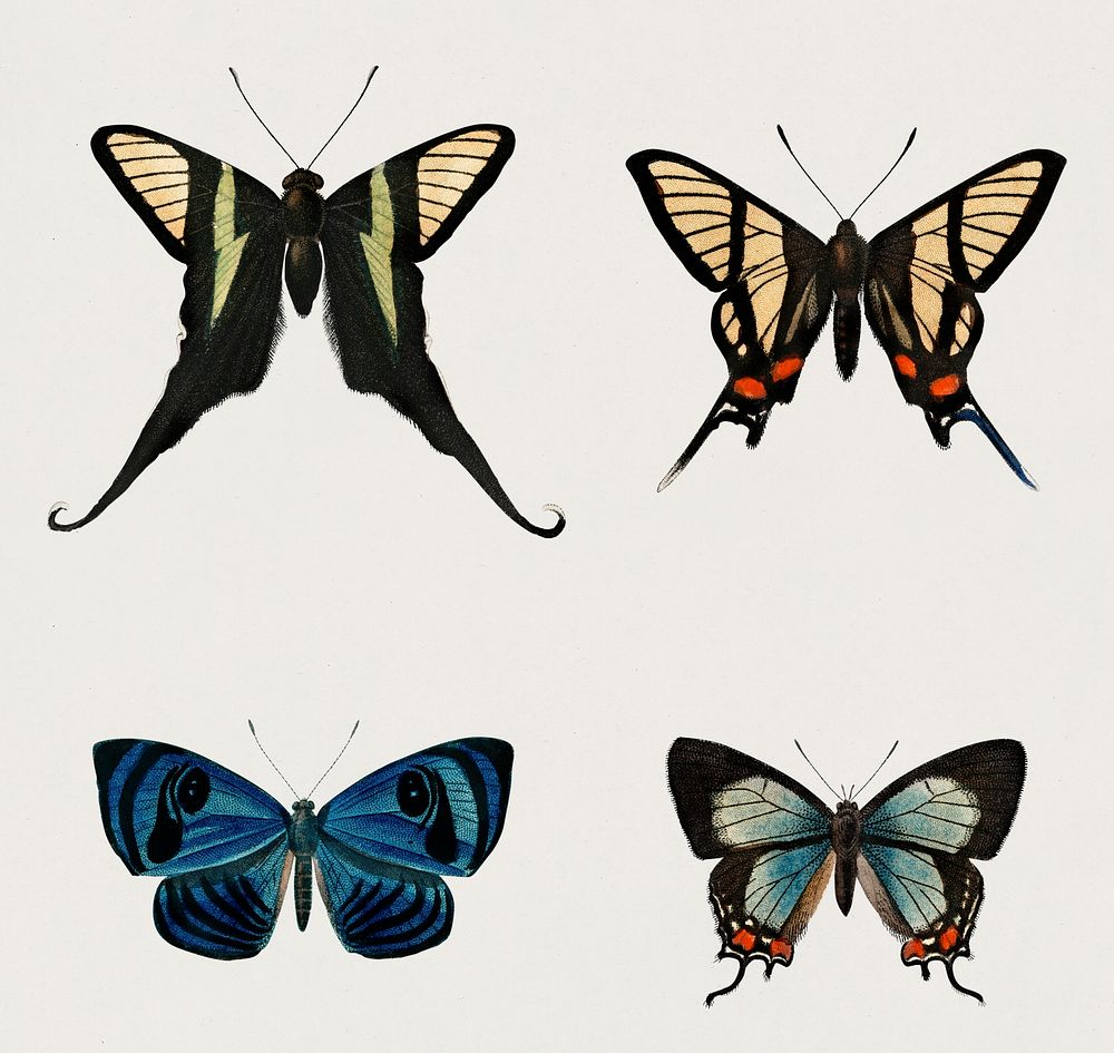 Collection of hand drawings of butterflies | Premium PSD - rawpixel