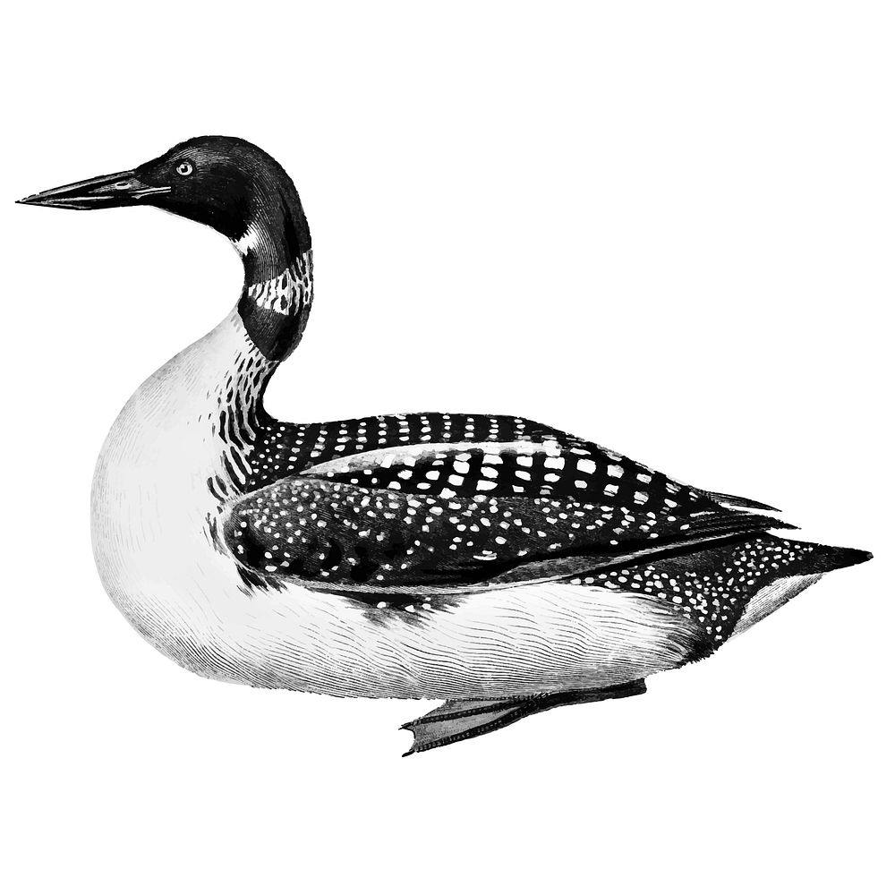 Vintage illustrations of Loon | Premium Vector Illustration - rawpixel